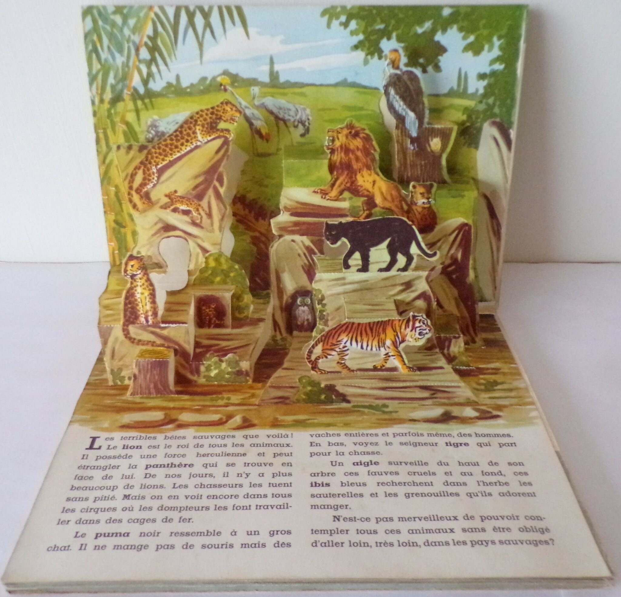 Zoo – Pop-Up féerie